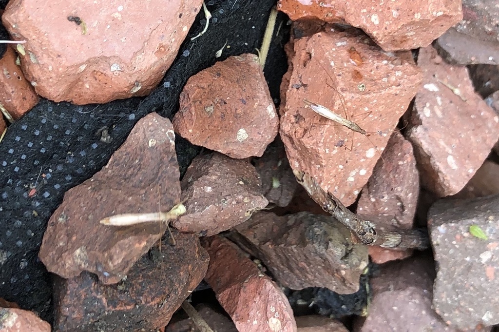 Stilt Bugs in August 2020 by Frank Ziegler · iNaturalist