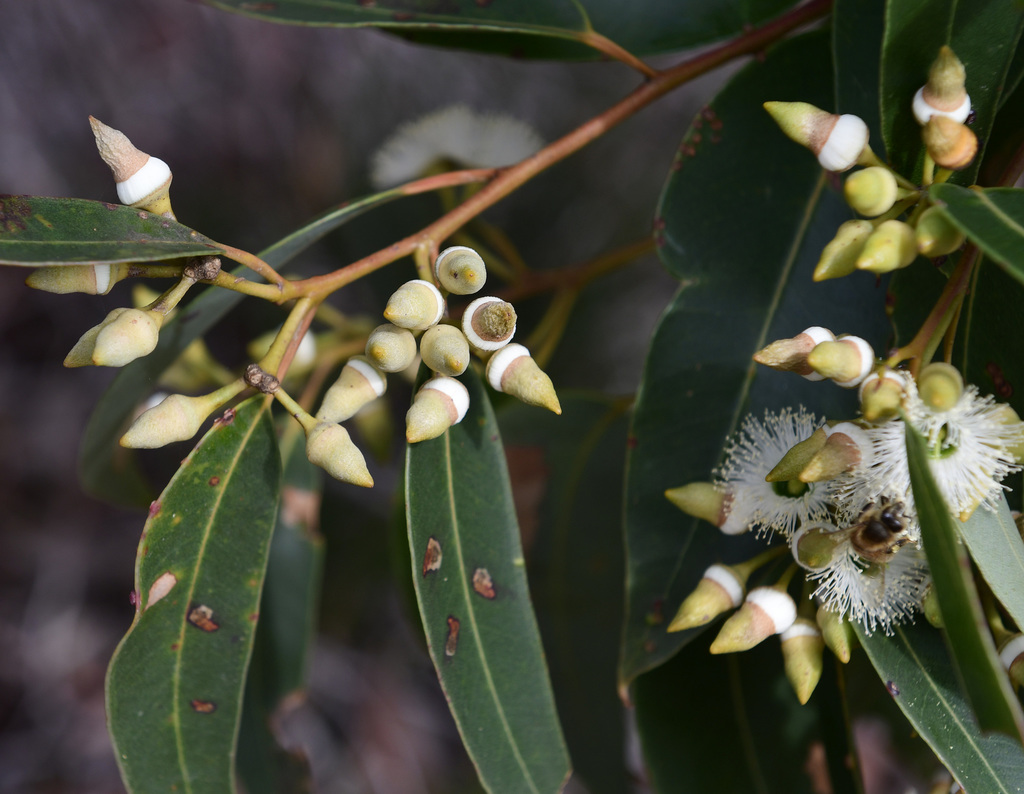 Jarrah (Eucalyptus marginata) - Botanical Realm