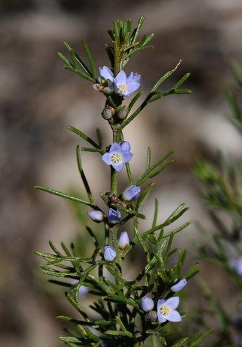 Genus Cyanothamnus · iNaturalist