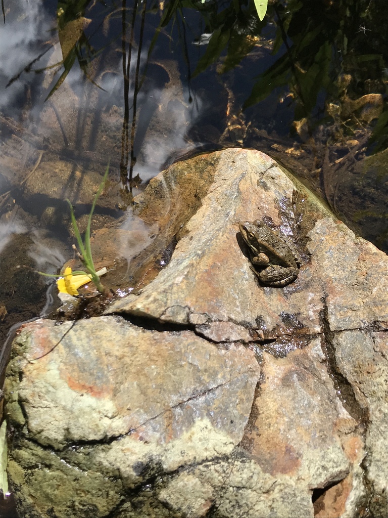 Cascades Frog in July 2017 by Justin Garwood · iNaturalist