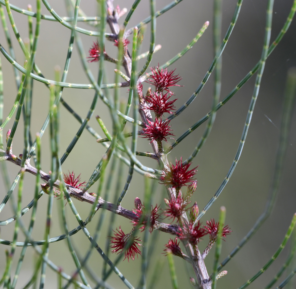 dwarf sheoak (Allocasuarina humilis) - Botanical Realm