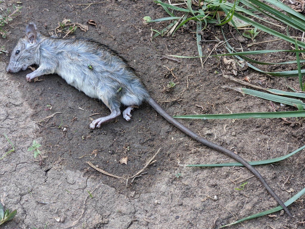 Black Rat from Corona, CA, USA on August 14, 2020 at 06:47 PM by ...