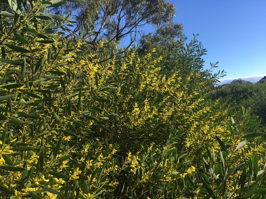 coastal wattle from Gareth Avenue, Beaumaris, VIC, AU on August 15 ...