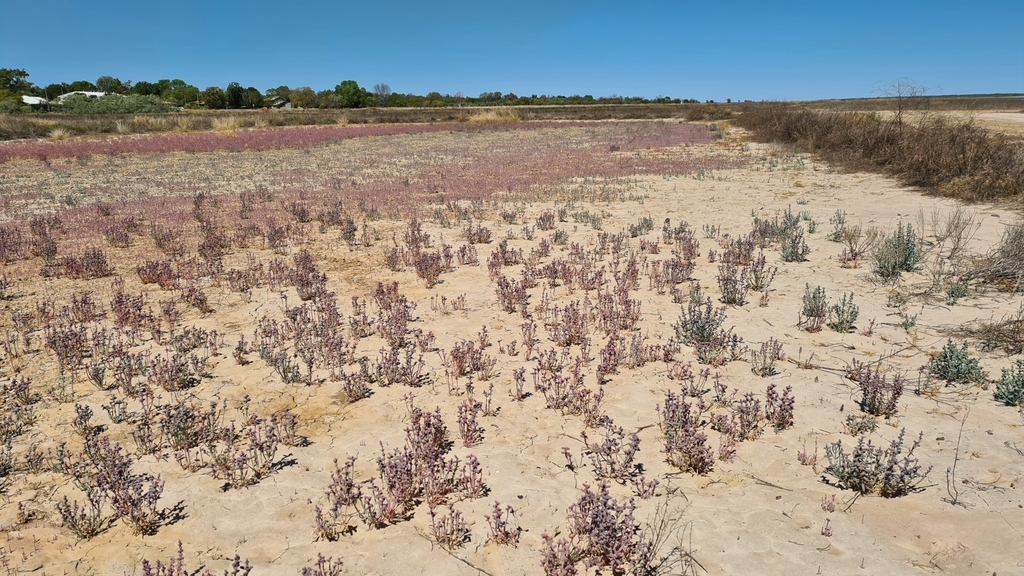 Tecticornia from Derby WA 6728, Australia on August 15, 2020 at 12:18 ...
