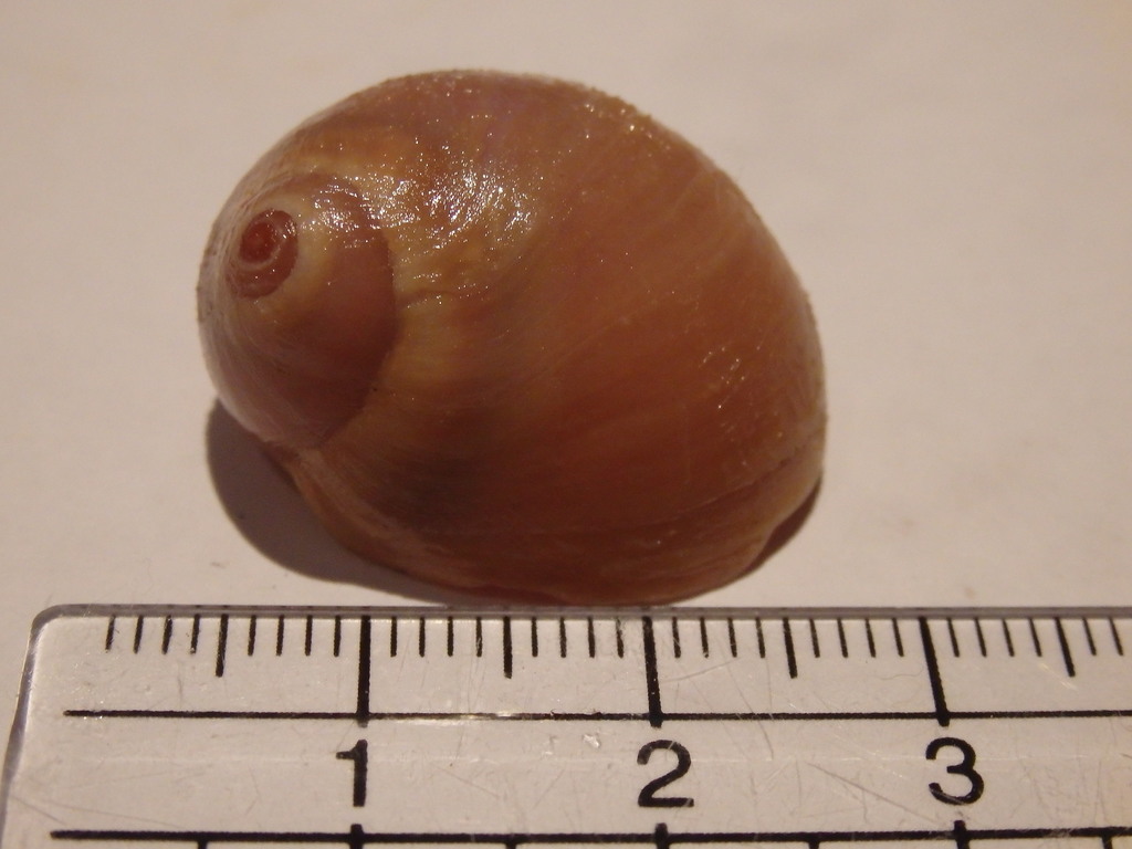 Conuber melastoma from Mallacoota VIC 3892, Australia on October 06 ...