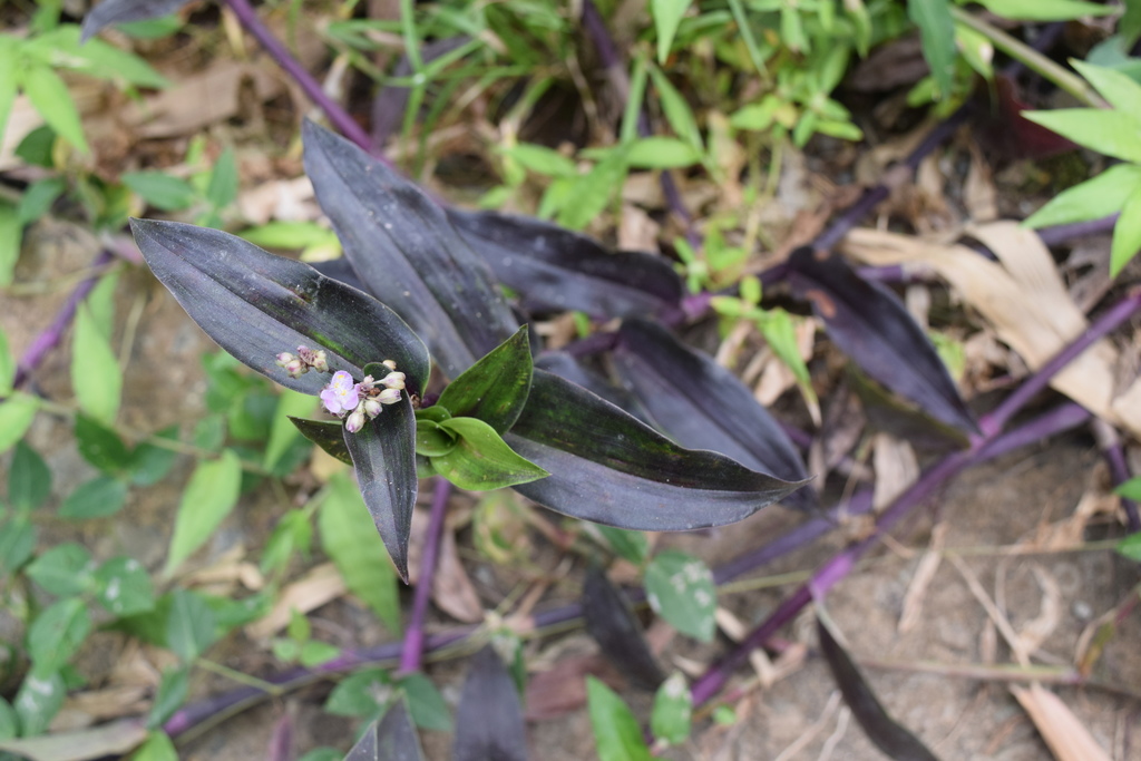 common roseling from Luquillo, PR on March 10, 2018 at 11:57 AM by ...