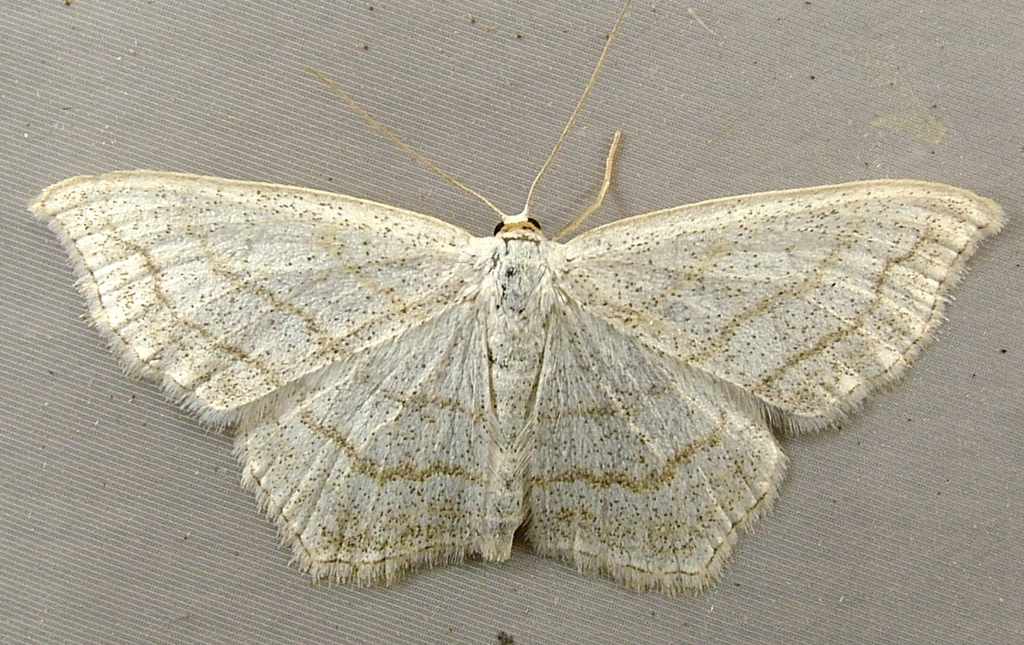 Simple Wave (Moths and Butterflies of Lake Wabamun) · iNaturalist