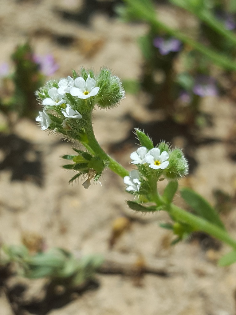 borages (Ehretiaceae (Ehretia) of the Pacific Northwest) · iNaturalist