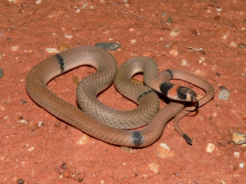 Australian Brown Snakes (Pseudonaja) - Snakes and Lizards