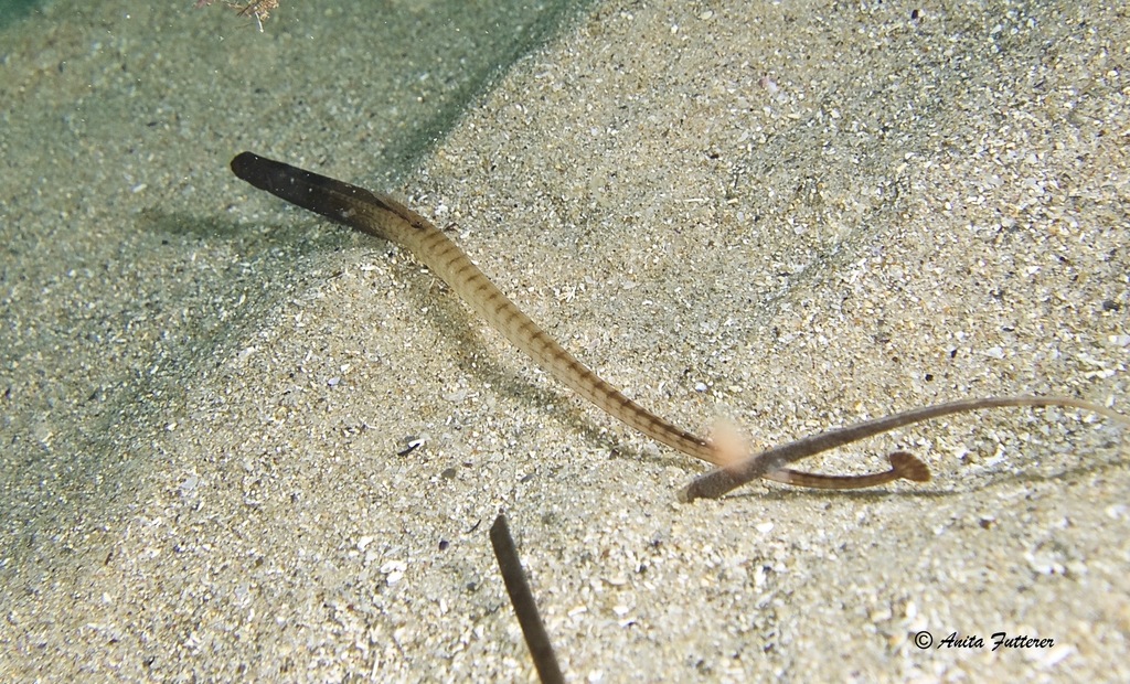 Pugnose Pipefish from Port Noarlunga SA 5167, Australia on May 17, 2020 ...