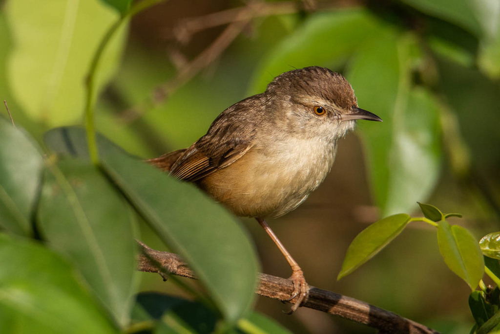 Plain Prinia (Birds of Babukhan Solitare) · iNaturalist