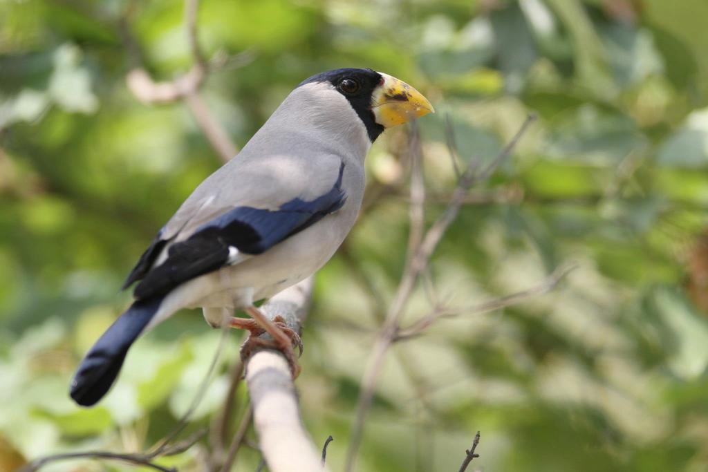 Japanese Grosbeak (Eophona personata) - Avian Discovery