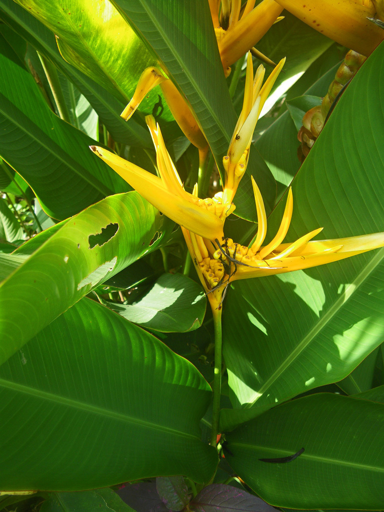 Parrot's Beak from Serian, Borneo on June 17, 2011 by c michael hogan ...