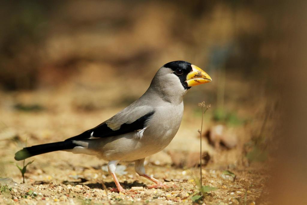 Japanese Grosbeak (Eophona personata) - Avian Discovery