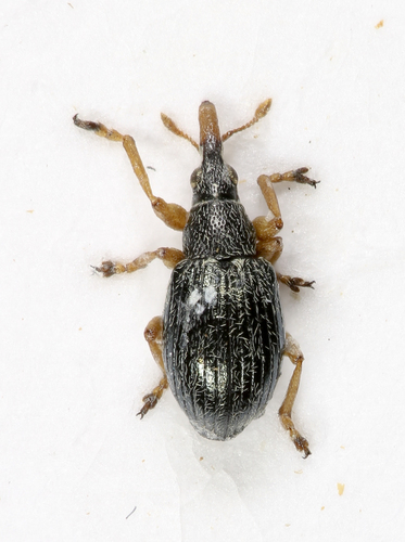 Pseudapion rufirostre · iNaturalist