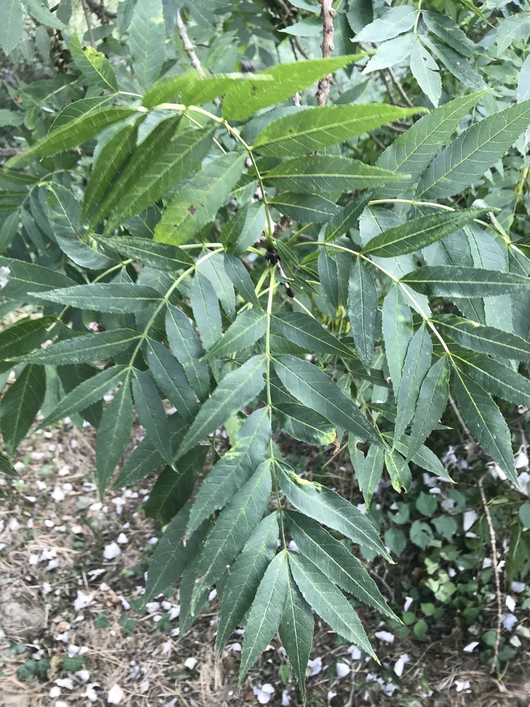 Narrow-leaved Ash (Fraxinus angustifolia) - Botanical Realm