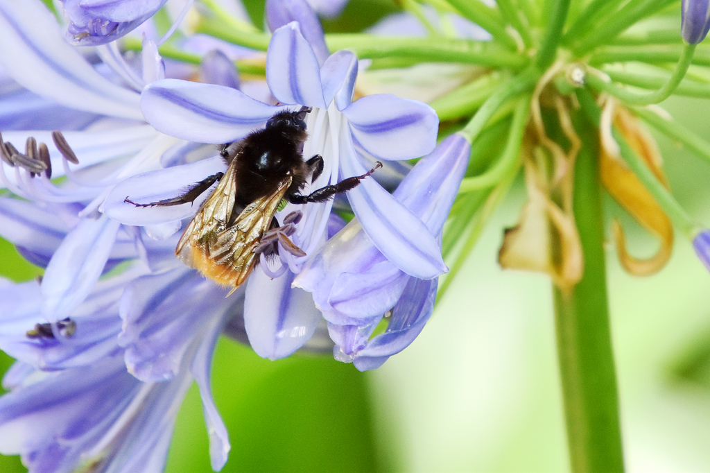Three-striped Bumble Bee from 557台灣南投縣竹山鎮溪山路6號 on July 24, 2020 at 10: ...