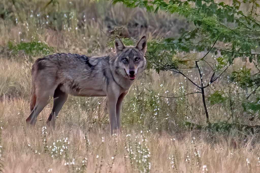 Persian and Indian Wolf (Canis lupus pallipes) - Know Your Mammals