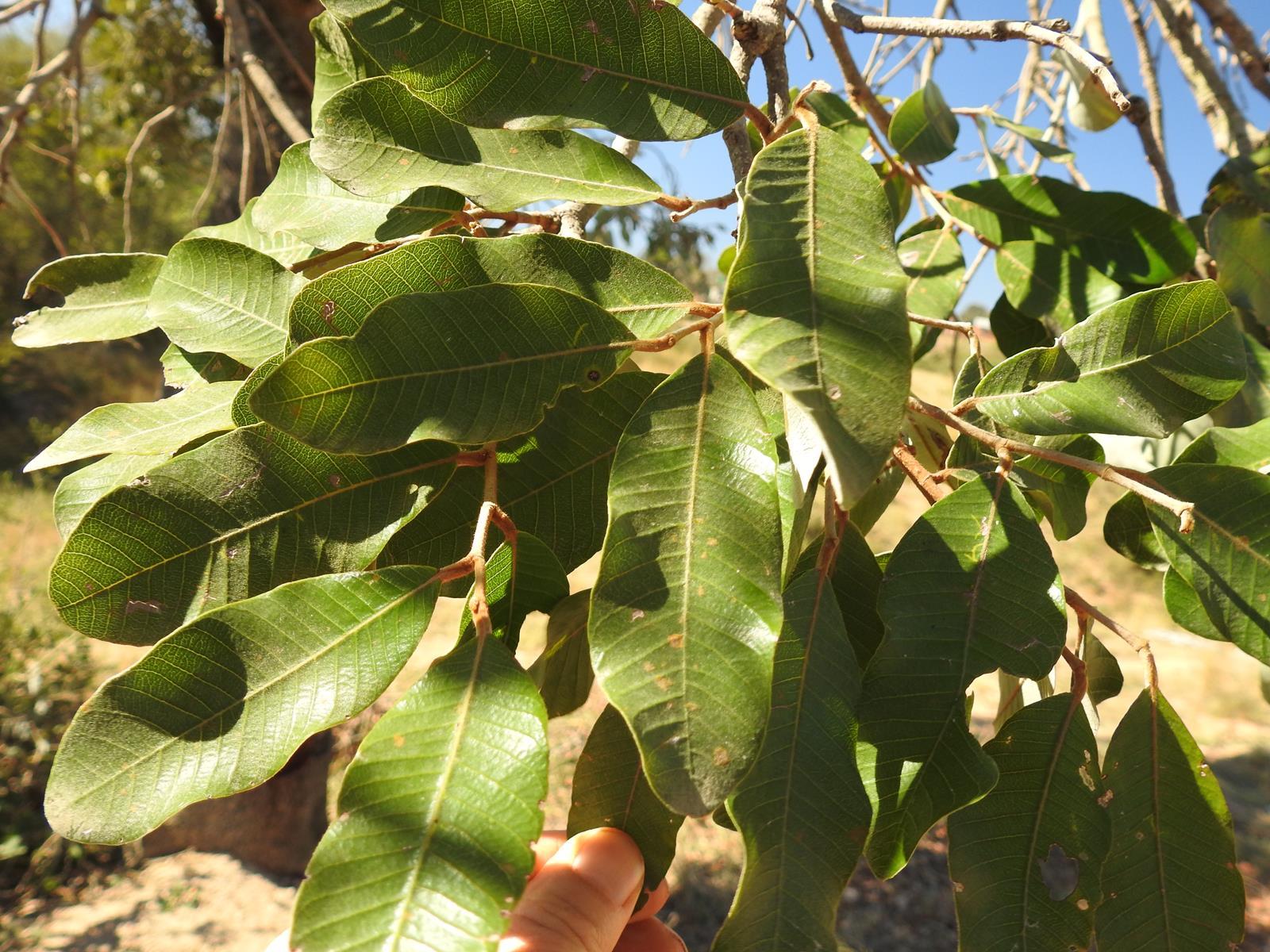 Parinari curatellifolia Planch. ex Benth.