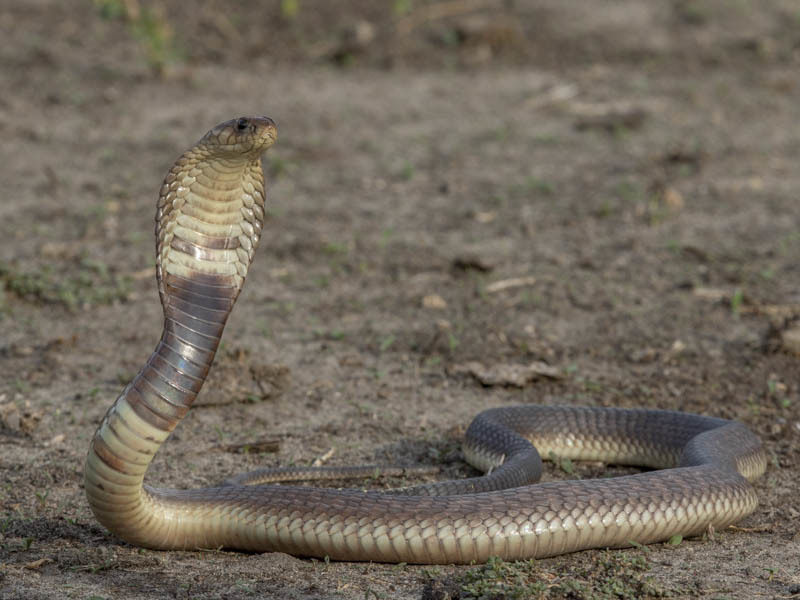 Anchieta's Cobra from Ngamiland East, Botswana on December 4, 2015 at ...