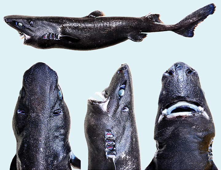 Lantern Sharks (Etmopteridae) - Marine Life Identification