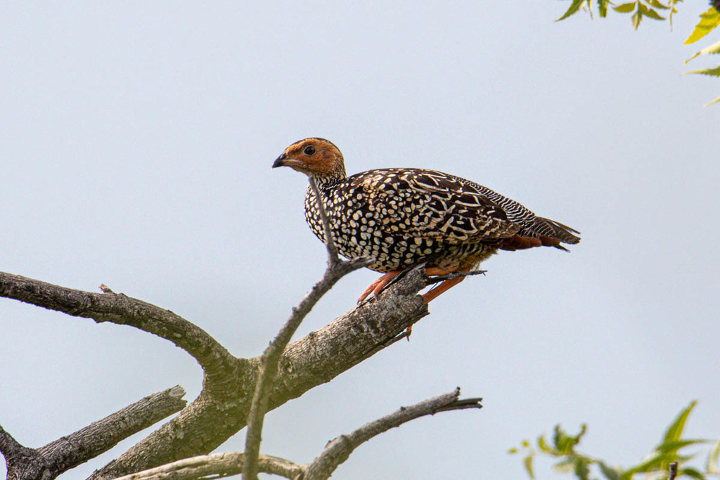 Painted Francolin (Francolinus pictus) - Avian Discovery