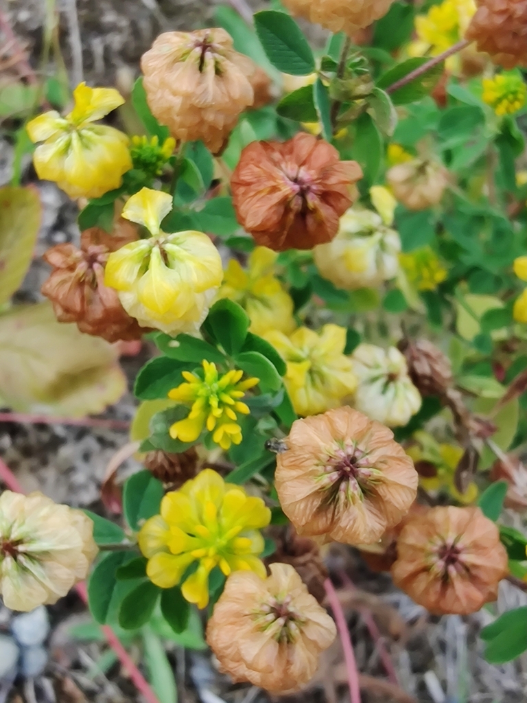 large hop clover (Trifolium aureum) - Botanical Realm