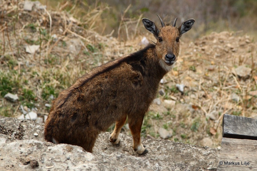 Grey Himalayan Goral in March 2013 by markus lilje · iNaturalist