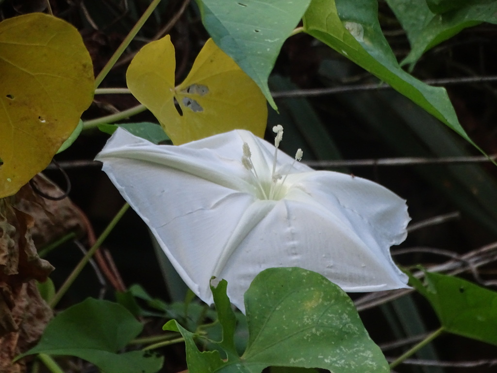 Moonflower from Manatee, Florida, United States on August 15, 2020 at ...