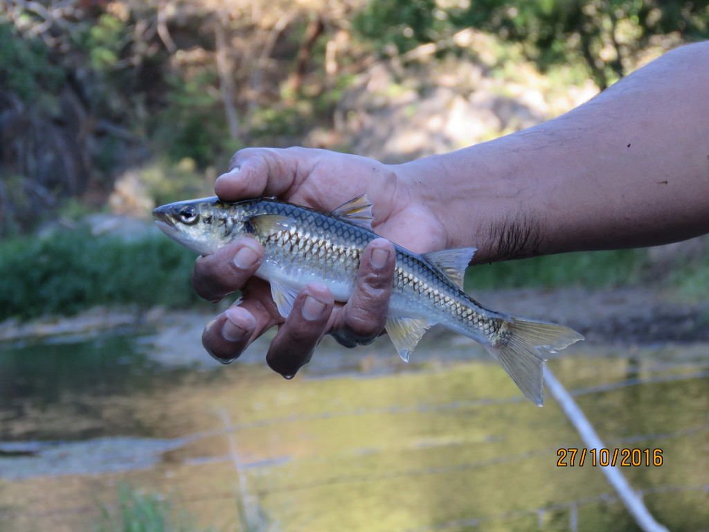 Mountain Mullet from Alto Lucero de Gutiérrez Barrios, Ver., México on ...