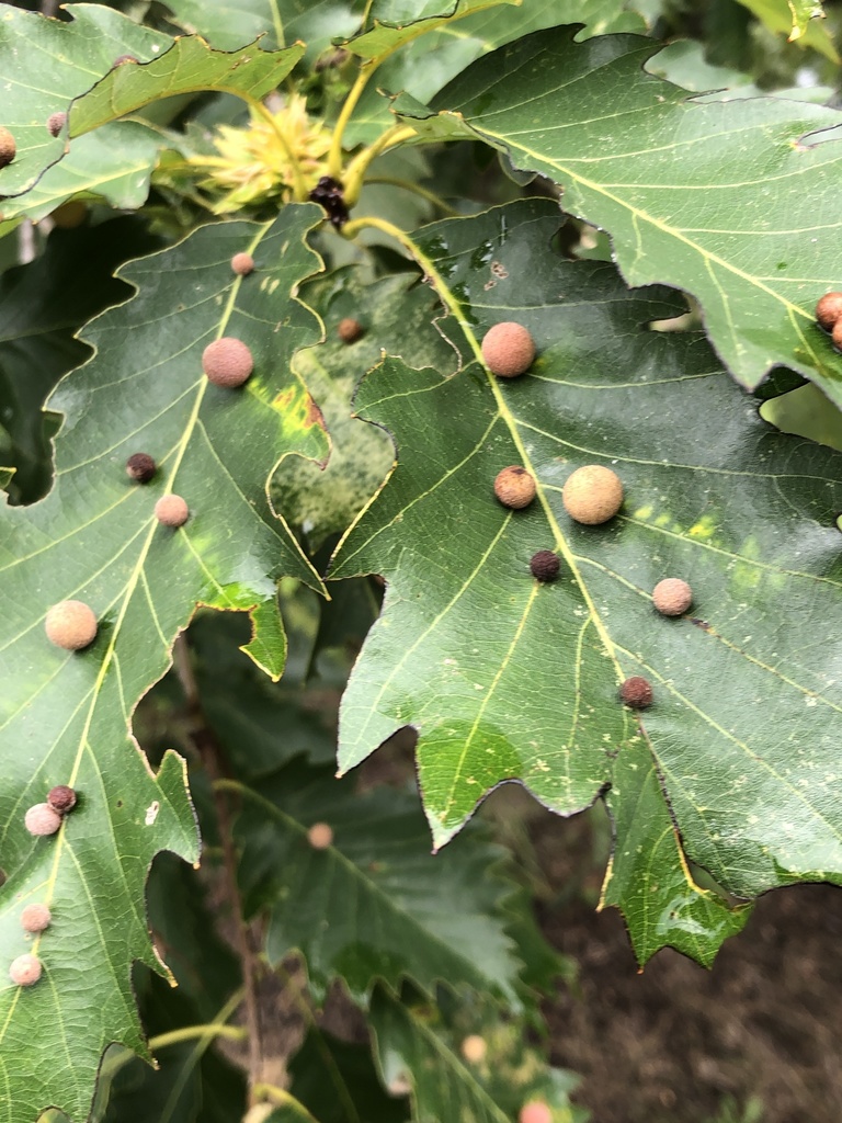 Winged and Once-winged Insects from Old Charles Town Rd, Berryville, VA ...