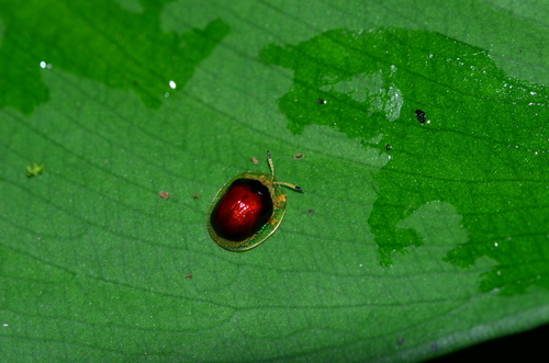 Genus Cyclocassis · iNaturalist