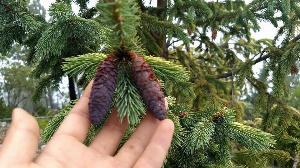 Mexican Spruce (Picea engelmannii mexicana) - Botanical Realm