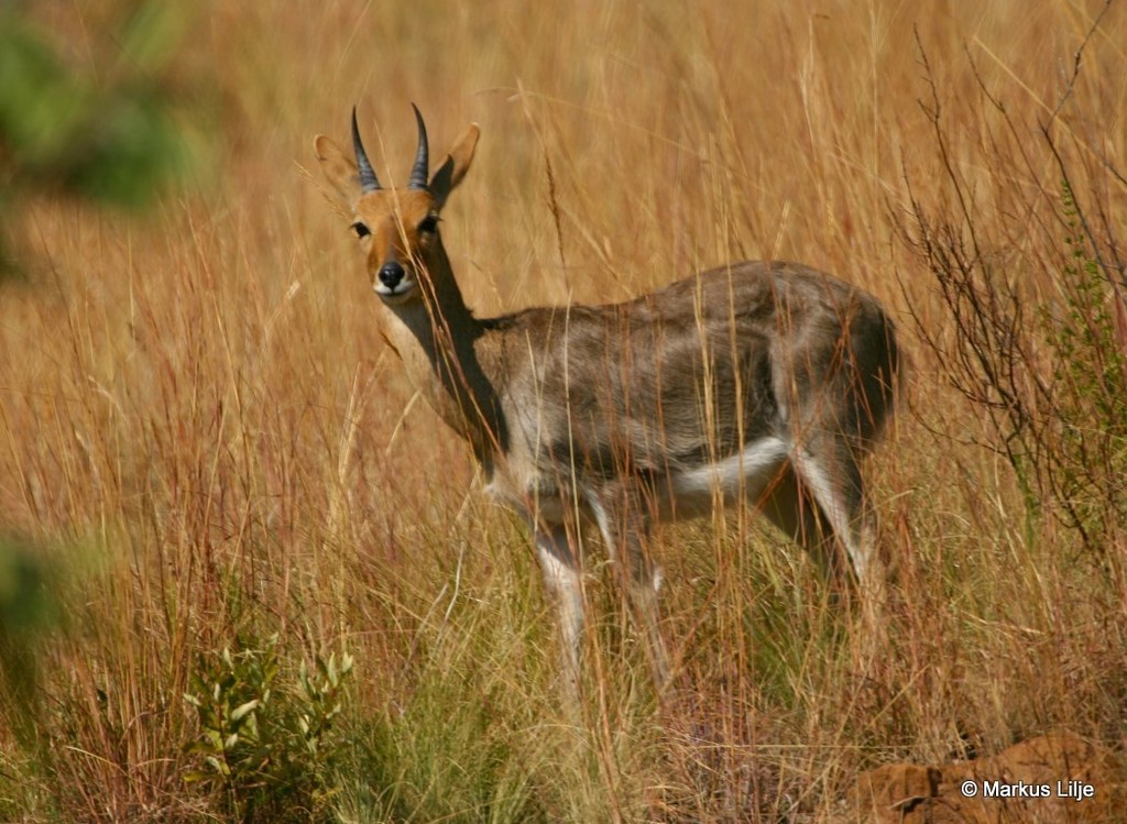 Mountain Reedbuck (Redunca fulvorufula) - Know Your Mammals
