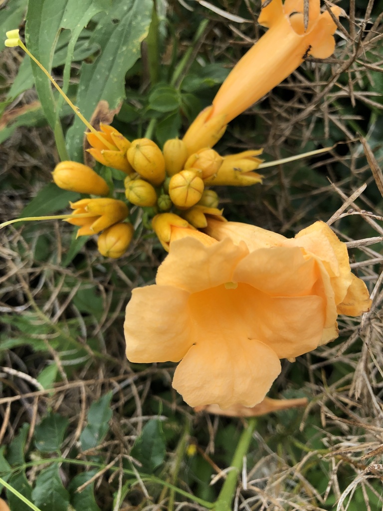 American trumpet vine from Whitney Rd, Holland, NY, US on August 15 ...