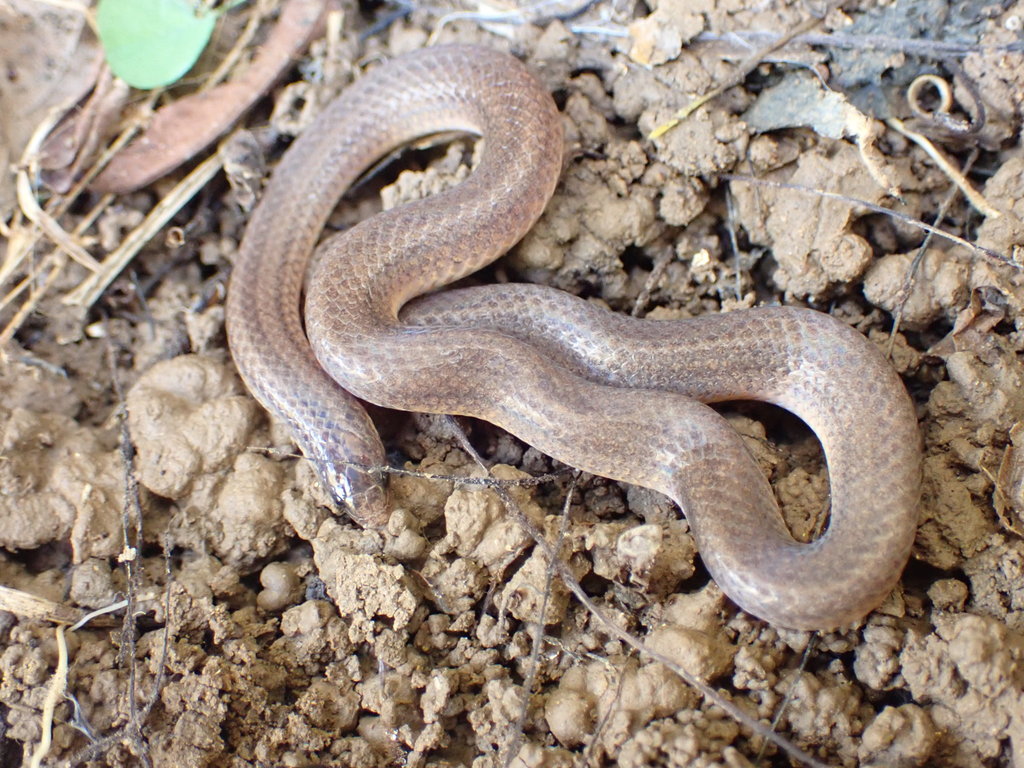Three-lined Ground Snake (Atractus trilineatus) - Snakes and Lizards