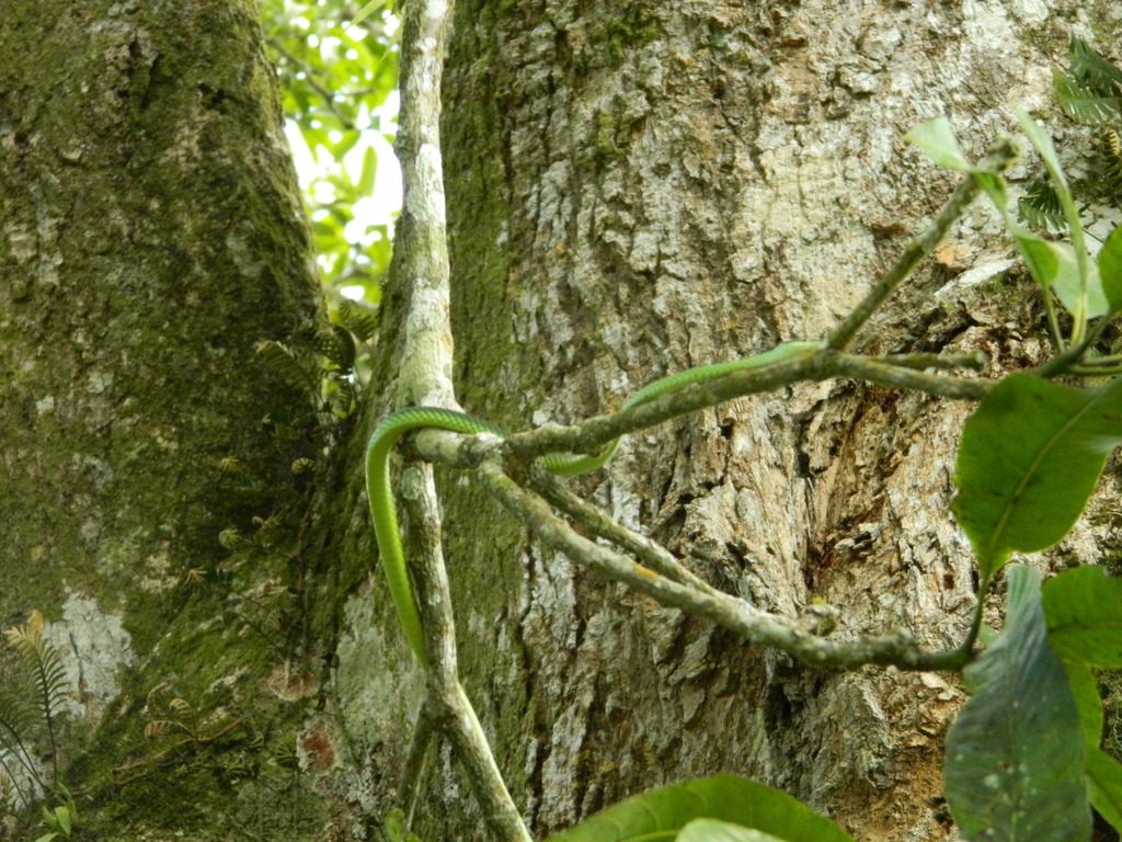 Catesby's Pointed Snake from Altamira, Puerto Plata, Dominican Republic ...