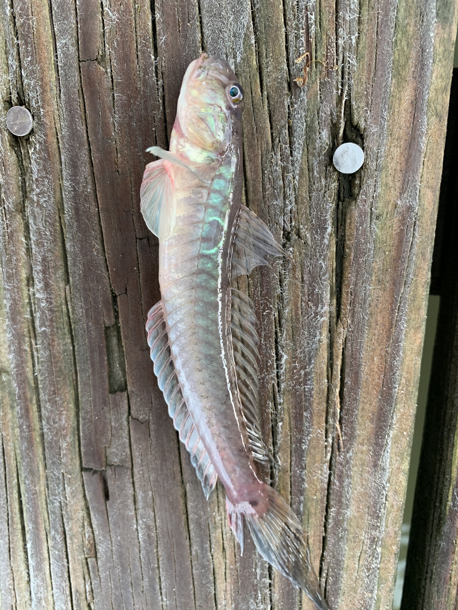 Gobionellus oceanicus (Pallas, 1770)