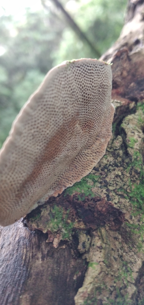 Hexagonia papyracea (Guía general de Macrohongos de Costa Rica ...