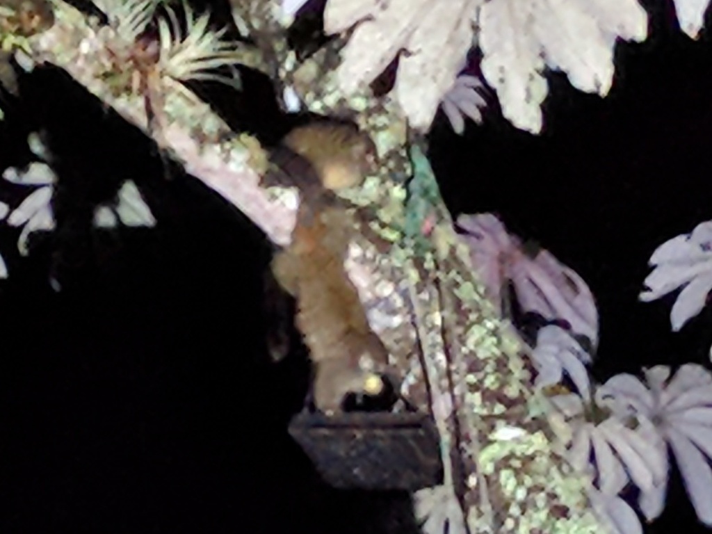 Grey-handed Night Monkey in October 2019 by blkvulture · iNaturalist
