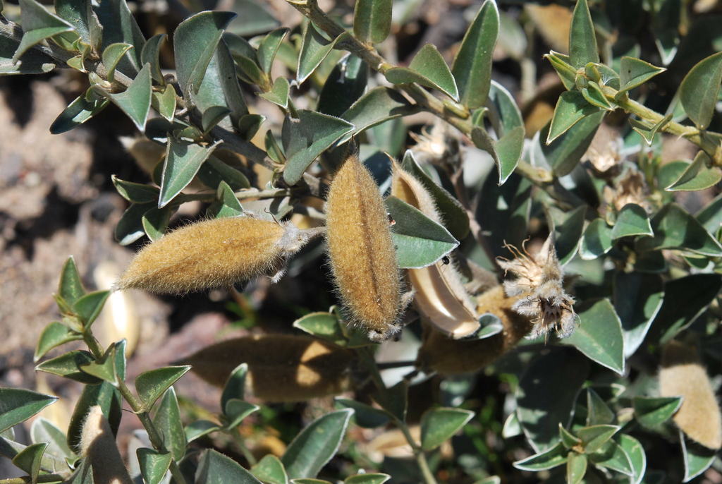 Cape Sweetpeas from Franschhoek Pass, 7690, South Africa on February 13 ...