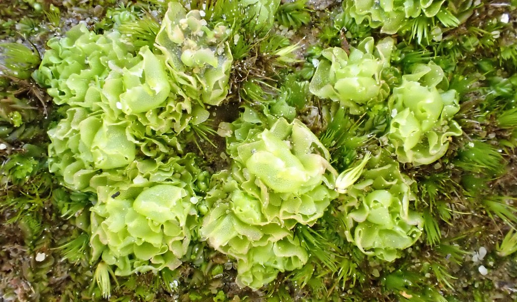 (Fossombroniaceae) - Botanical Realm