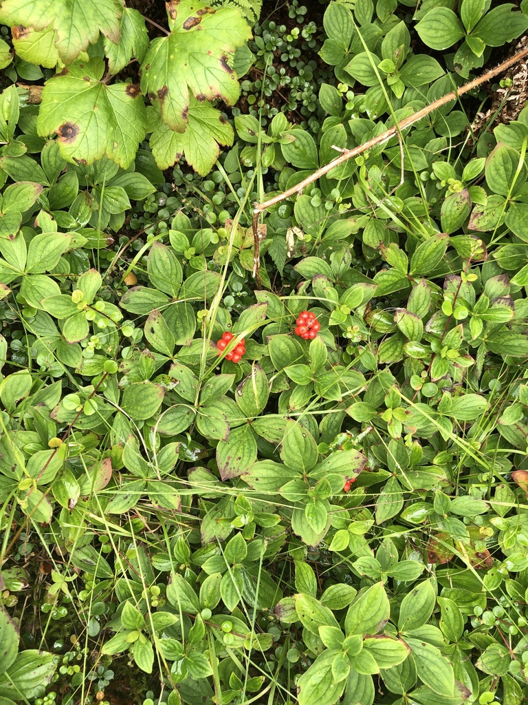 Canadian bunchberry from Grand Colinet Island, NL, CA on August 30 ...