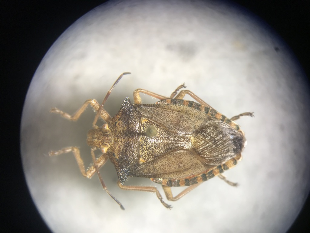 Brown and Orange Predatory Stink Bug from Saint-Jean-Chrysostome, Lévis ...