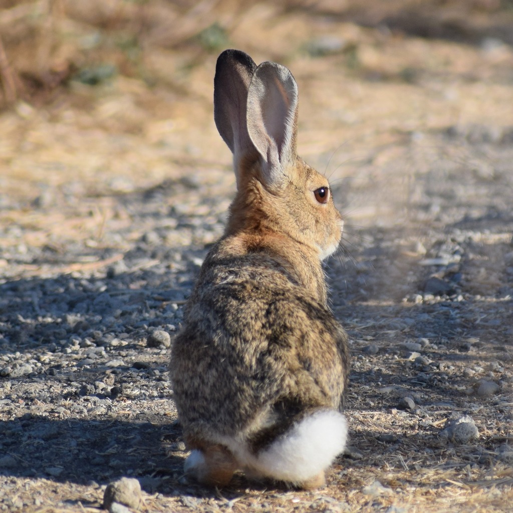 Desert Cottontail from Alviso, San Jose, CA, USA on August 15, 2020 at ...