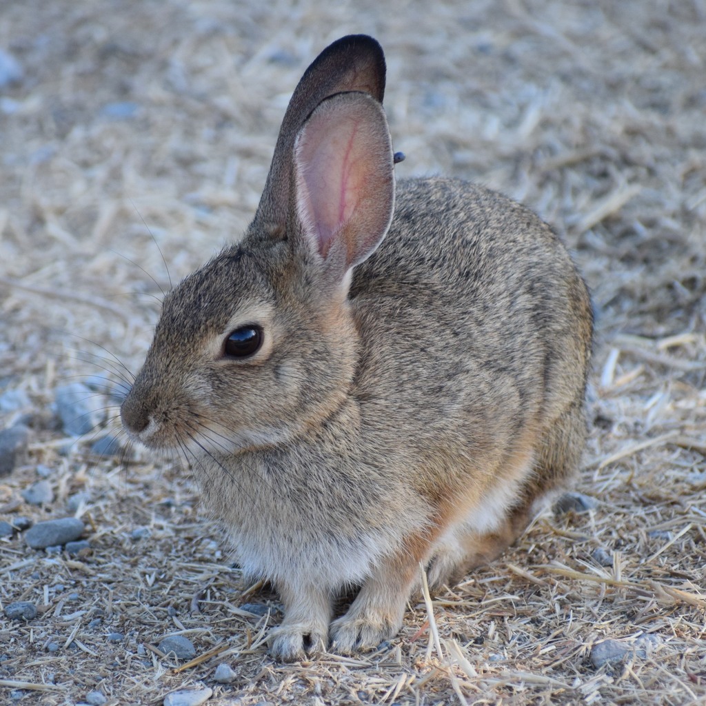 Desert Cottontail from Alviso, San Jose, CA, USA on August 15, 2020 at ...
