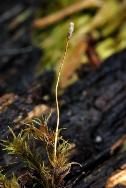 Dicranoweisia cirrata (Mosses and Liverworts of Chiricahua NM ...