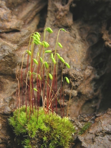 nodding thread-moss (Primitive Plants of Sagehen Creek Basin, CA ...