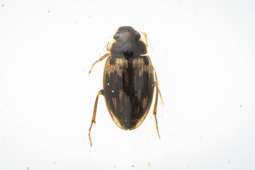 Laccobius serratus · iNaturalist