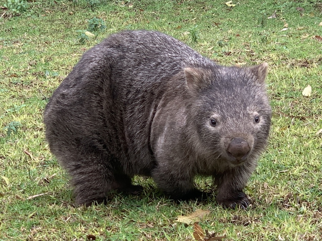 Wombats (Vombatidae) - Know Your Mammals